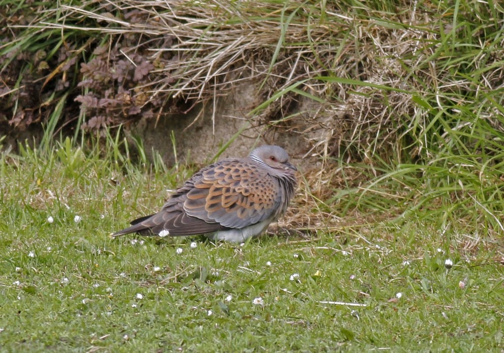 9th May 2015 - Flamborough Bird Observatory