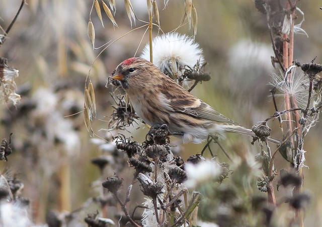 18th September 2015 - Flamborough Bird Observatory