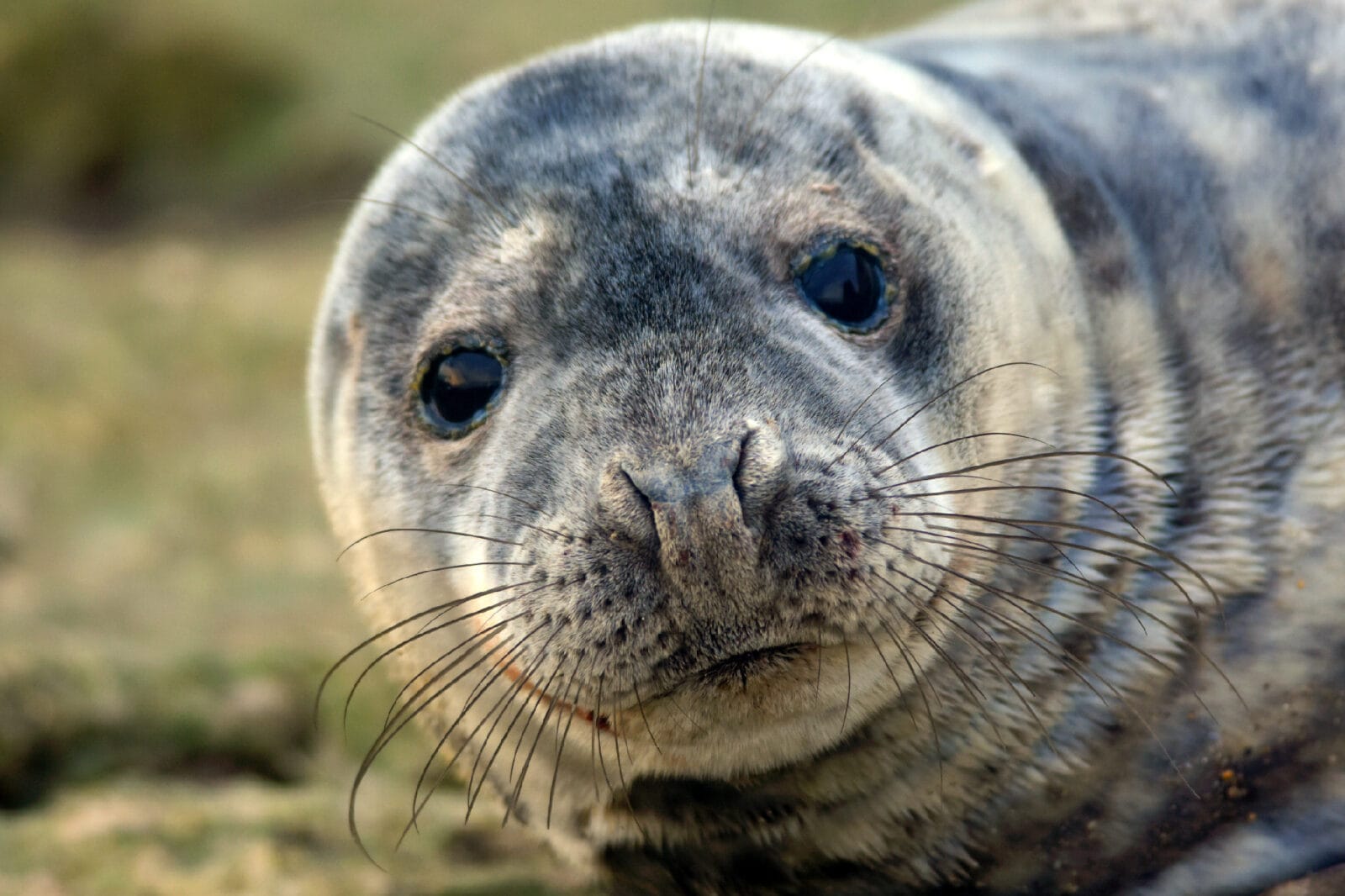 6th February 2016 - Flamborough Bird Observatory