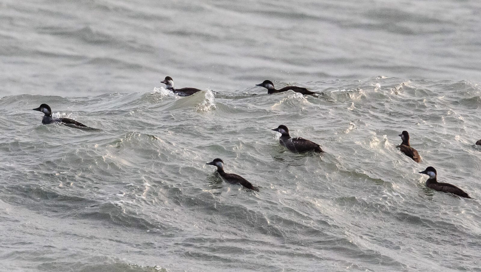 Sightings Archives - Flamborough Bird Observatory