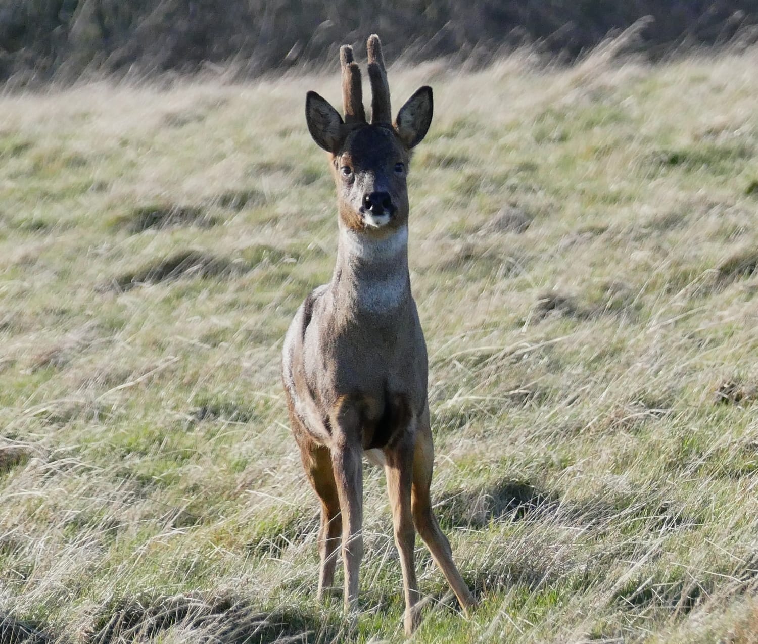 Monday 4th March, 2019 - Flamborough Bird Observatory