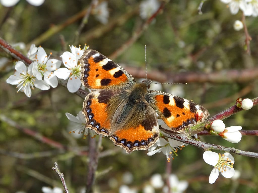 Sightings Archives - Flamborough Bird Observatory