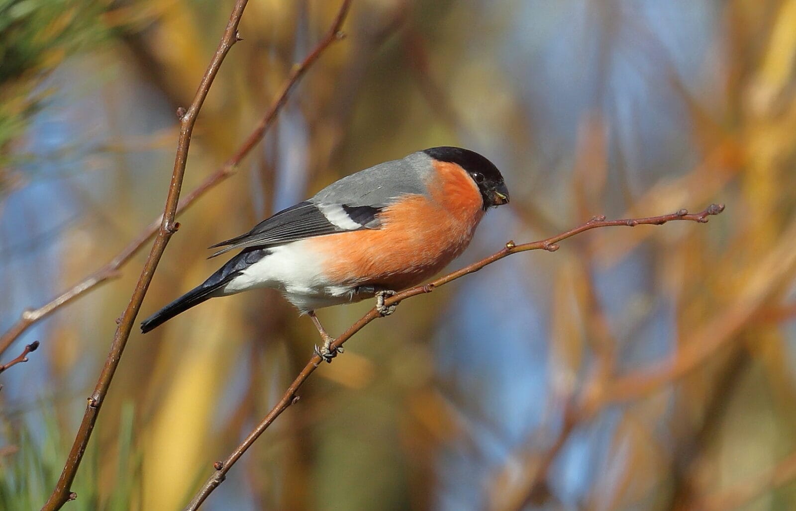 5th February 2022 - Flamborough Bird Observatory