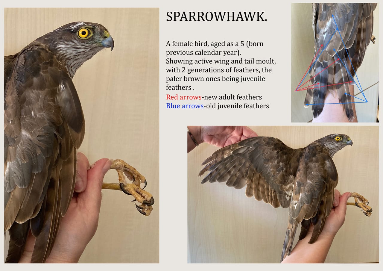 Sparrowhawk A Beautiful Sparrowhawk (Accipitridae) In... Stock Photo