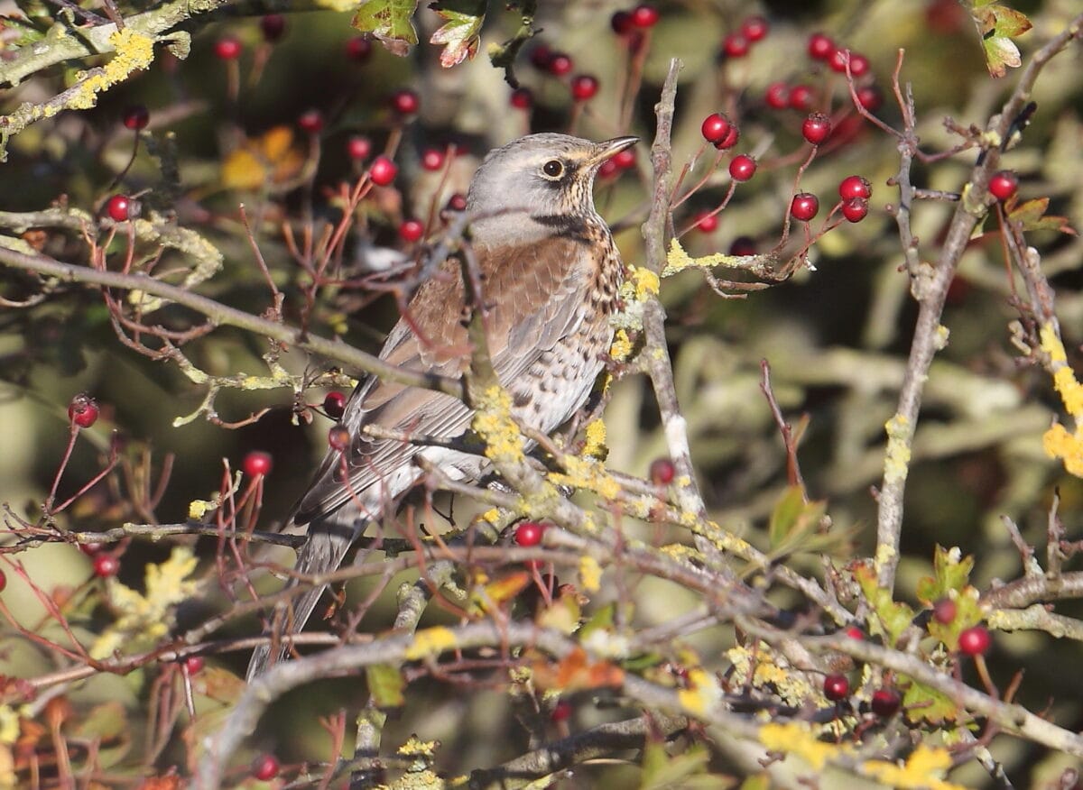 Recent Daily Highlights - Flamborough Bird Observatory