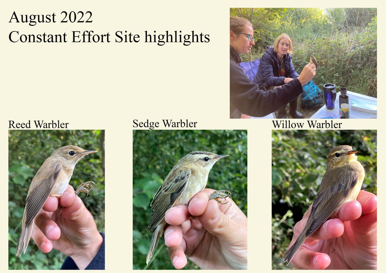 August 2022 - Flamborough Bird Observatory