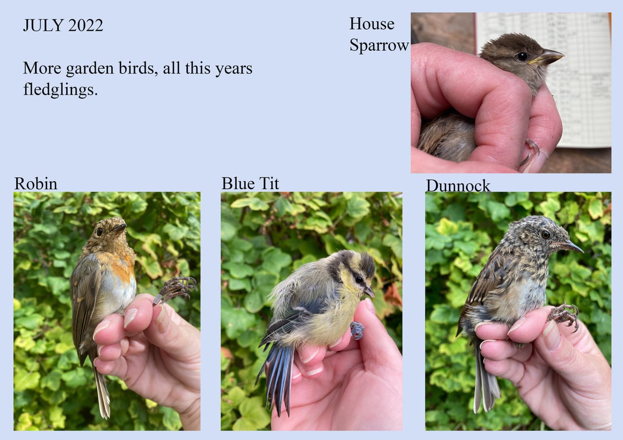 July 2022 - Flamborough Bird Observatory