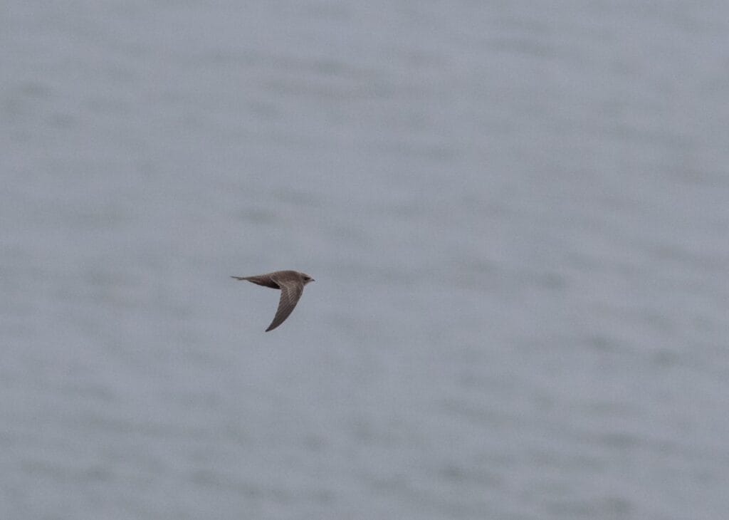 30th October 2022 - Flamborough Bird Observatory