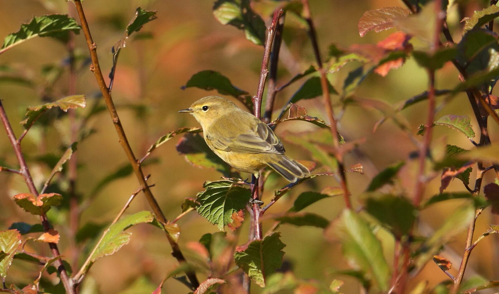 3rd November 2022 - Flamborough Bird Observatory