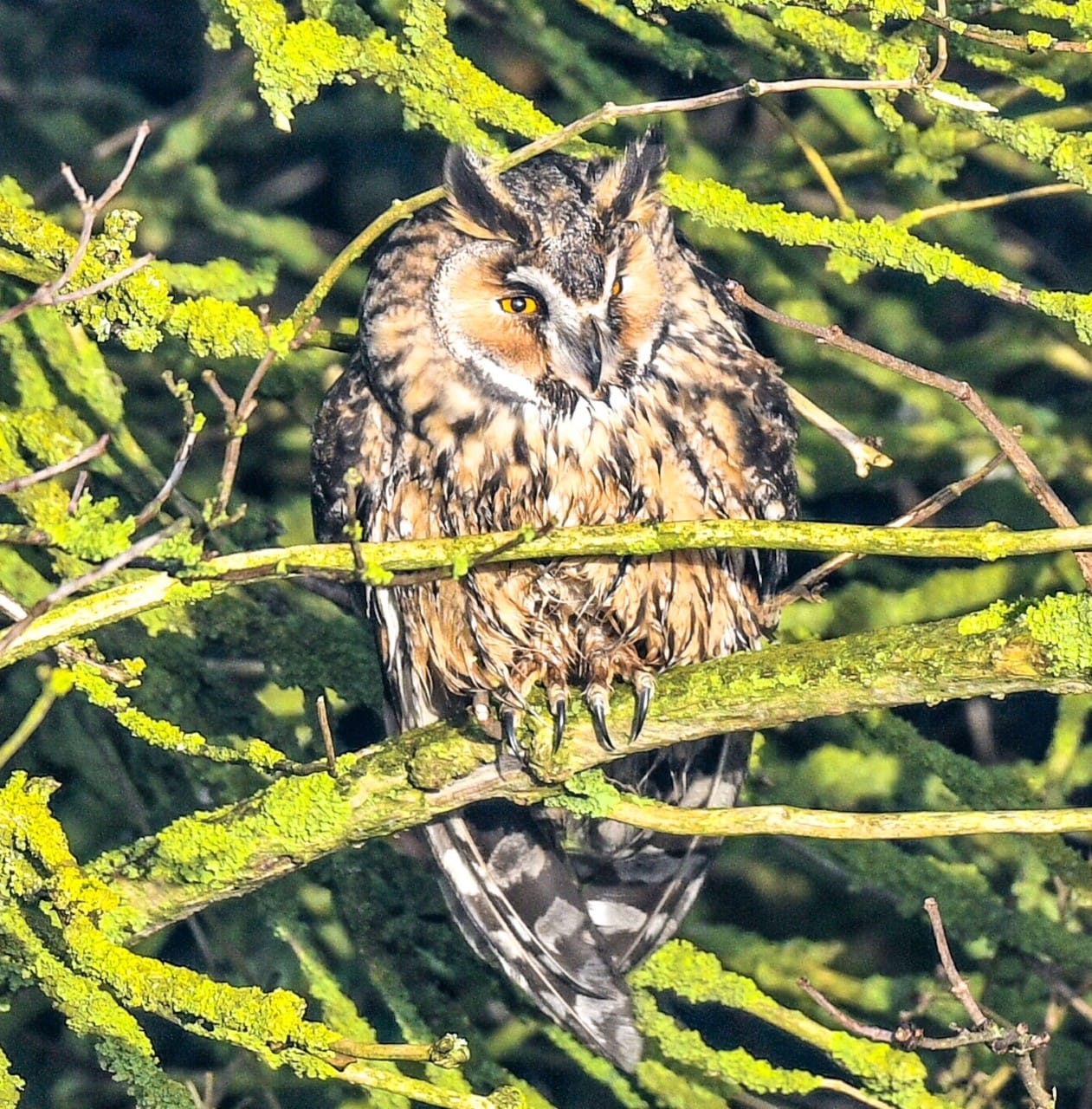 21st November 2022 - Flamborough Bird Observatory