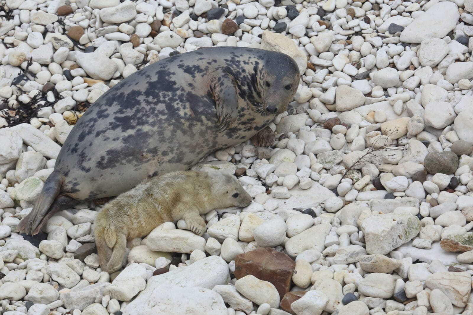 1st December 2022 - Flamborough Bird Observatory