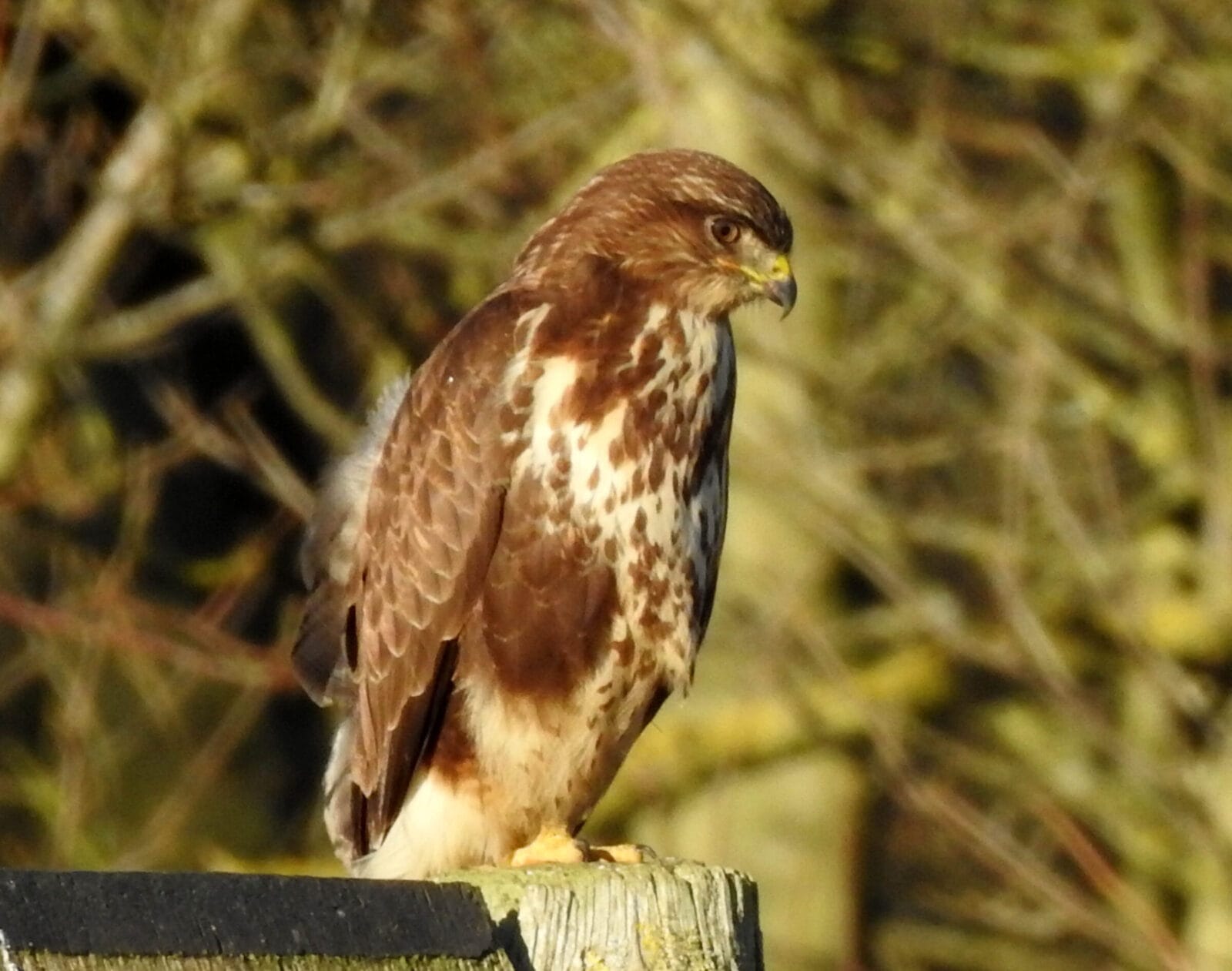 20th January 2023 - Flamborough Bird Observatory