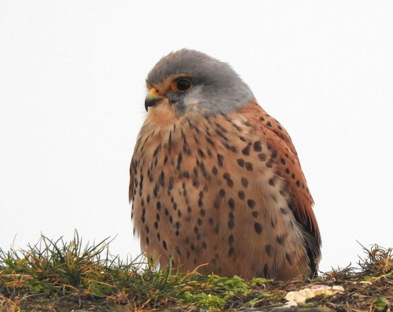 10th February 2023 - Flamborough Bird Observatory