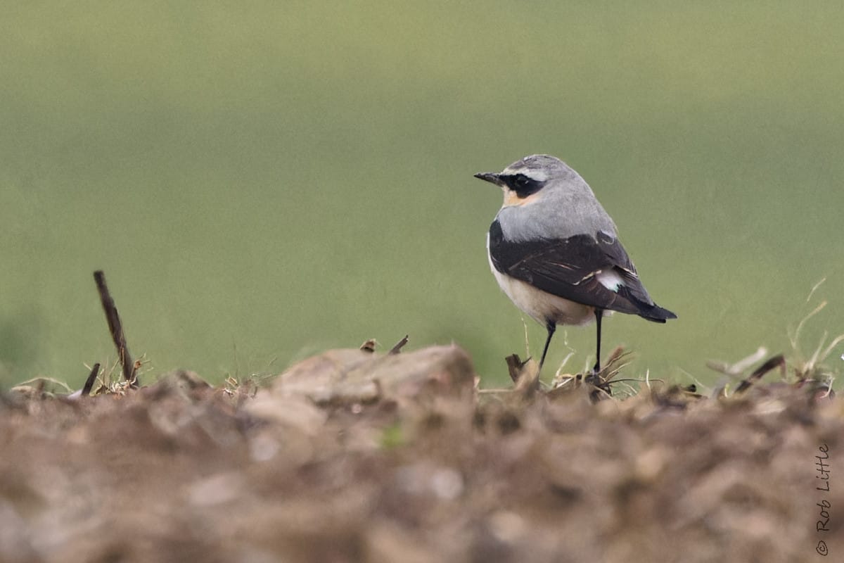 14th April 2023 - Flamborough Bird Observatory