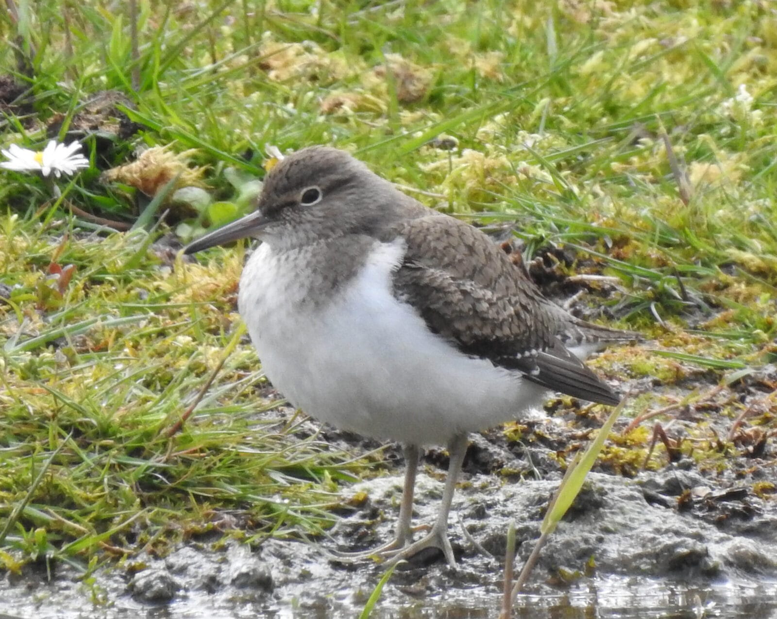 4th May 2023 - Flamborough Bird Observatory