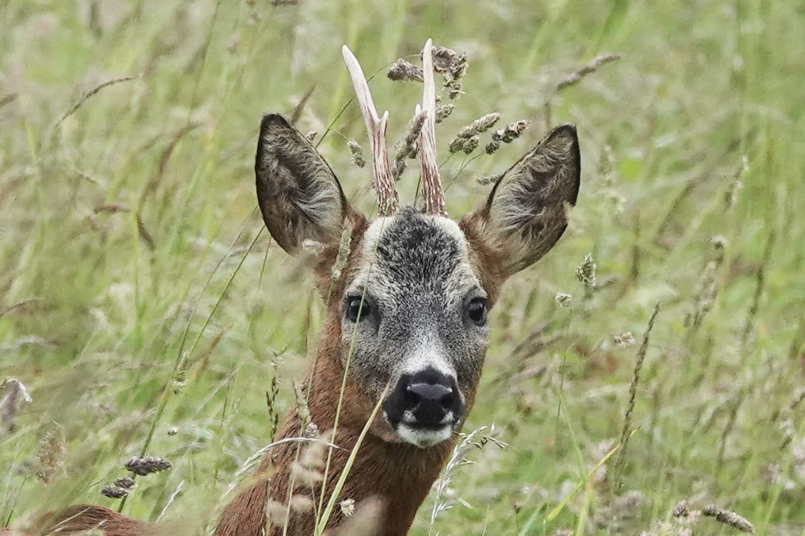 23rd June 2023 - Flamborough Bird Observatory