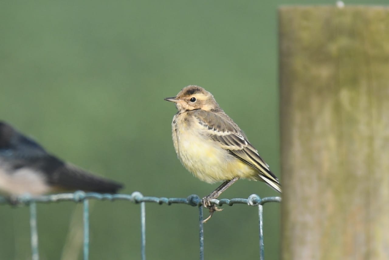 26th July 2023 - Flamborough Bird Observatory