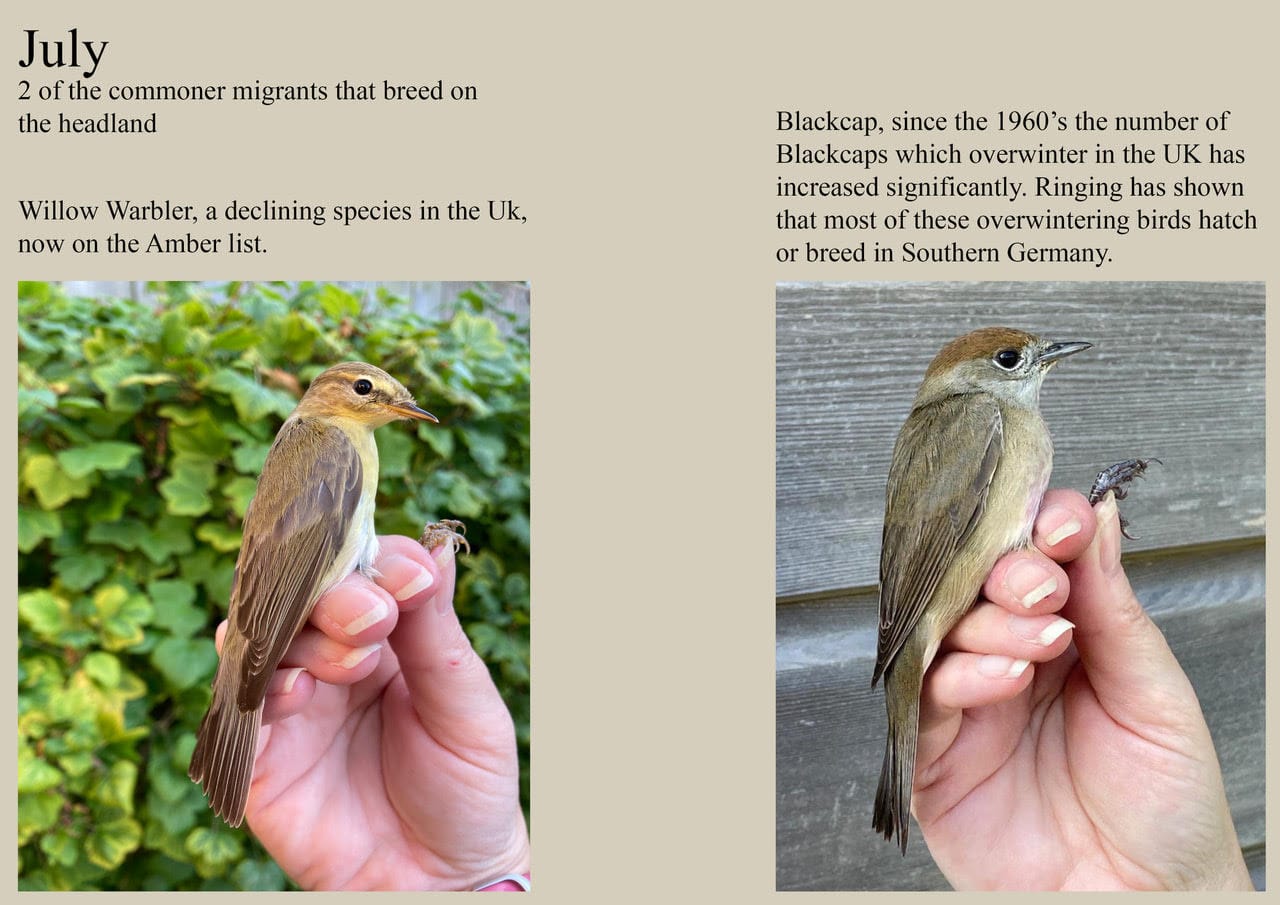 July 2023 - Flamborough Bird Observatory