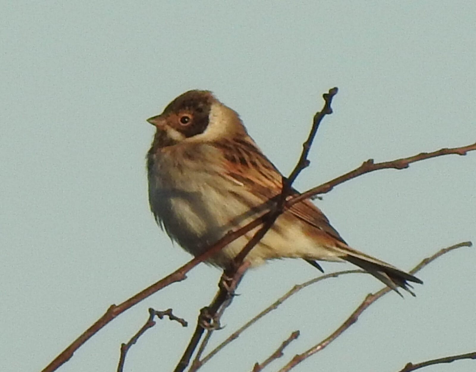 4th December 2023 - Flamborough Bird Observatory