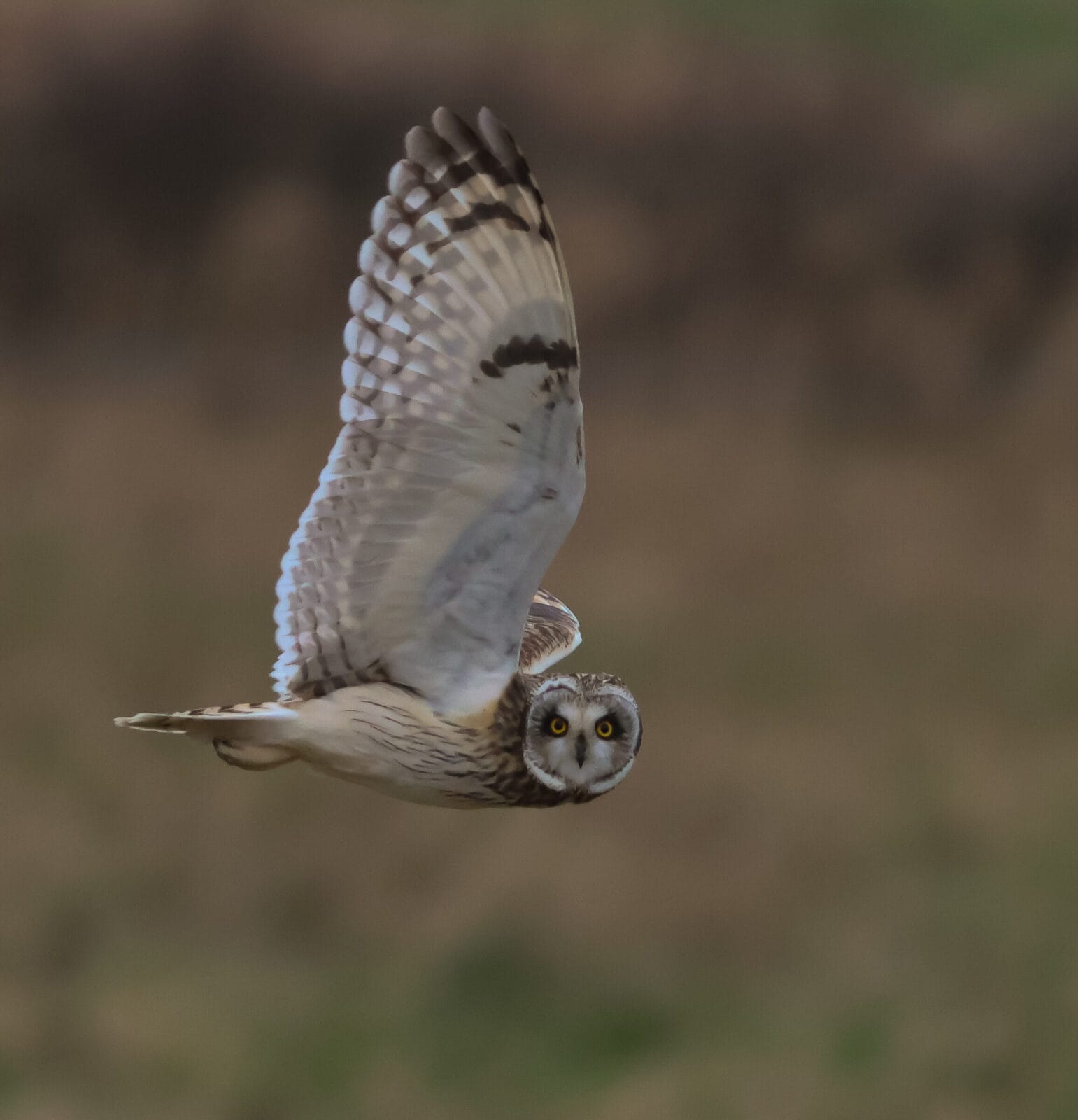 14th January 2024 - Flamborough Bird Observatory