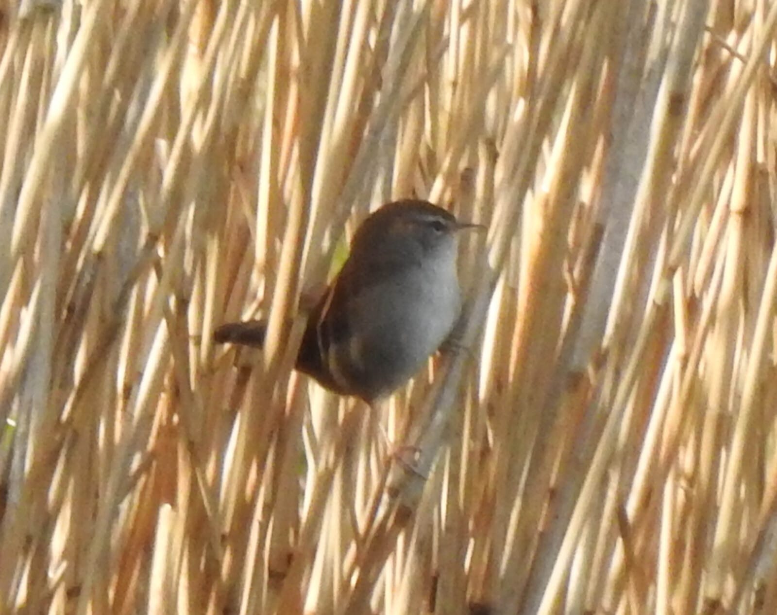 25th February 2024 - Flamborough Bird Observatory