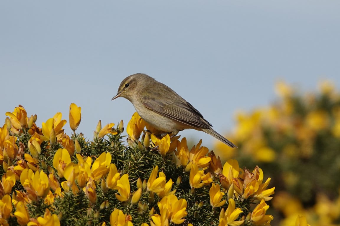 10th April, 2024 - Flamborough Bird Observatory