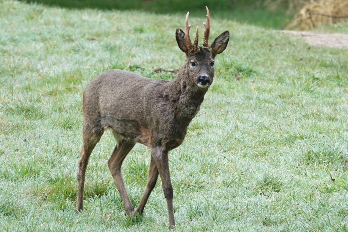 3rd April 2024 - Flamborough Bird Observatory
