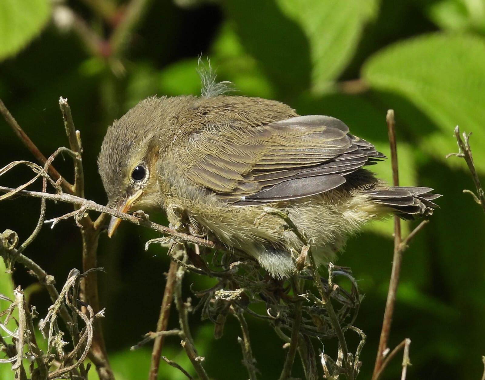 8th June 2024 - Flamborough Bird Observatory