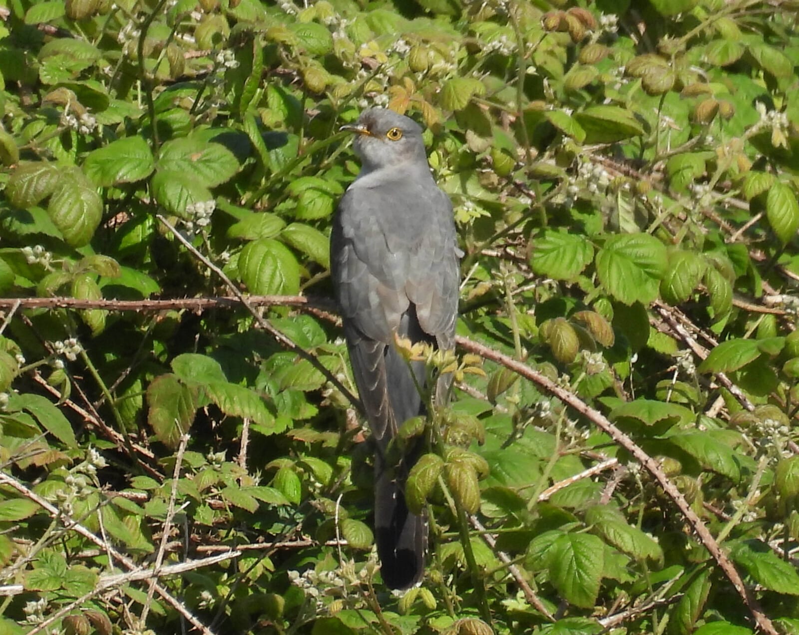 Recent Daily Highlights - Flamborough Bird Observatory