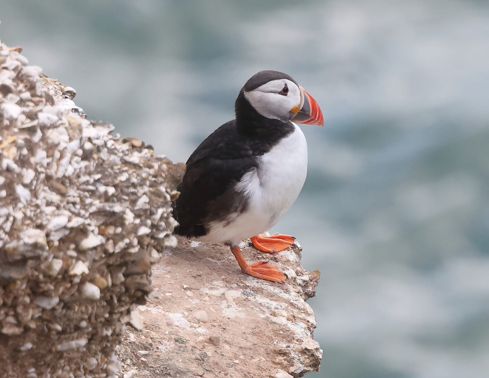 Recent Daily Highlights - Flamborough Bird Observatory