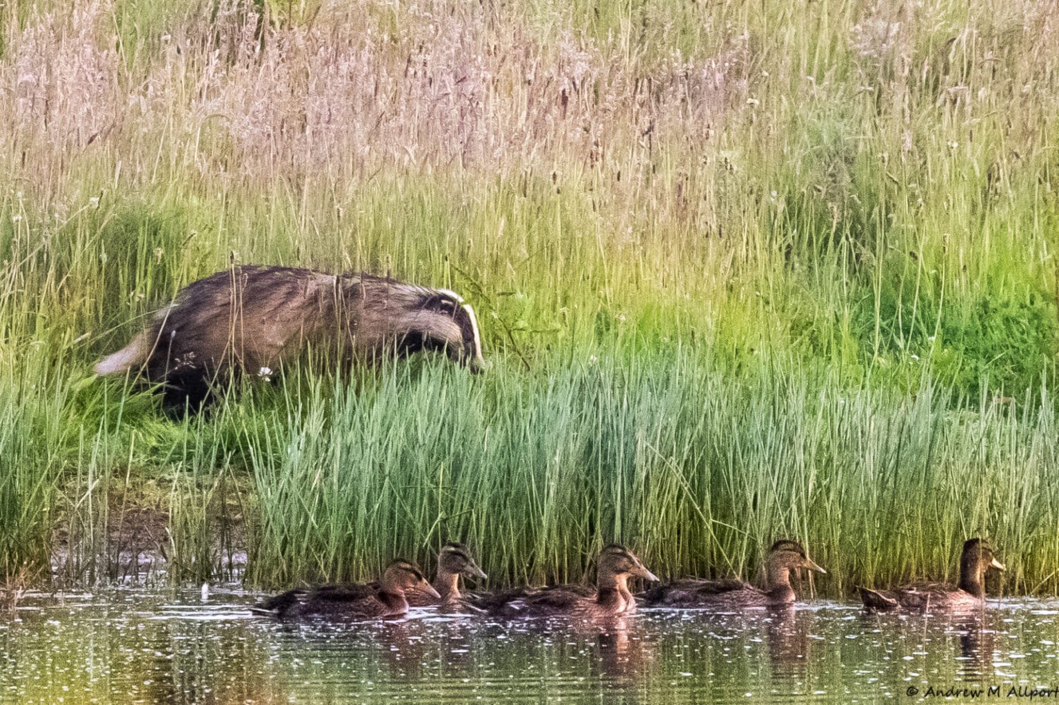 Recent Daily Highlights - Flamborough Bird Observatory