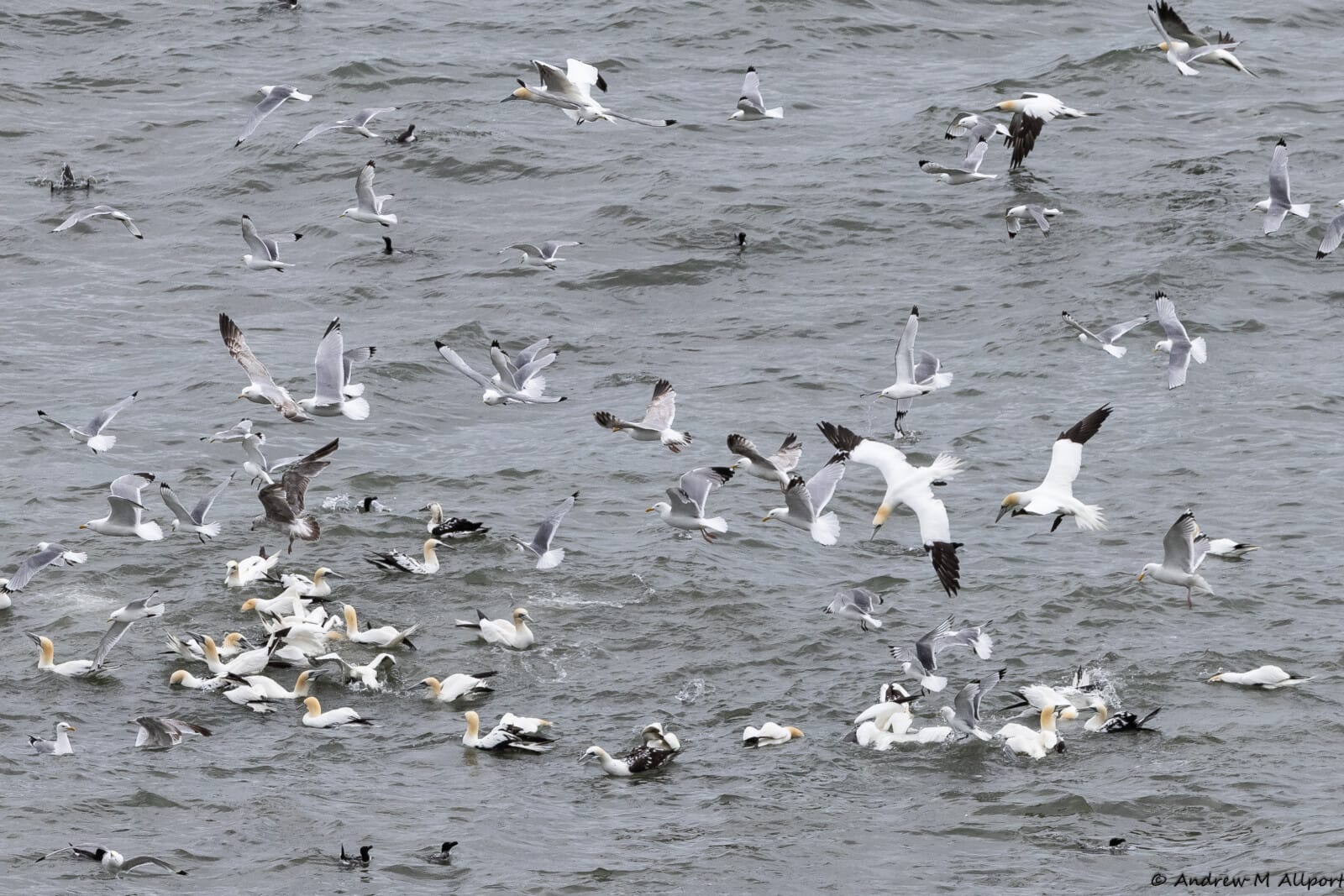 3rd July 2024 - Flamborough Bird Observatory