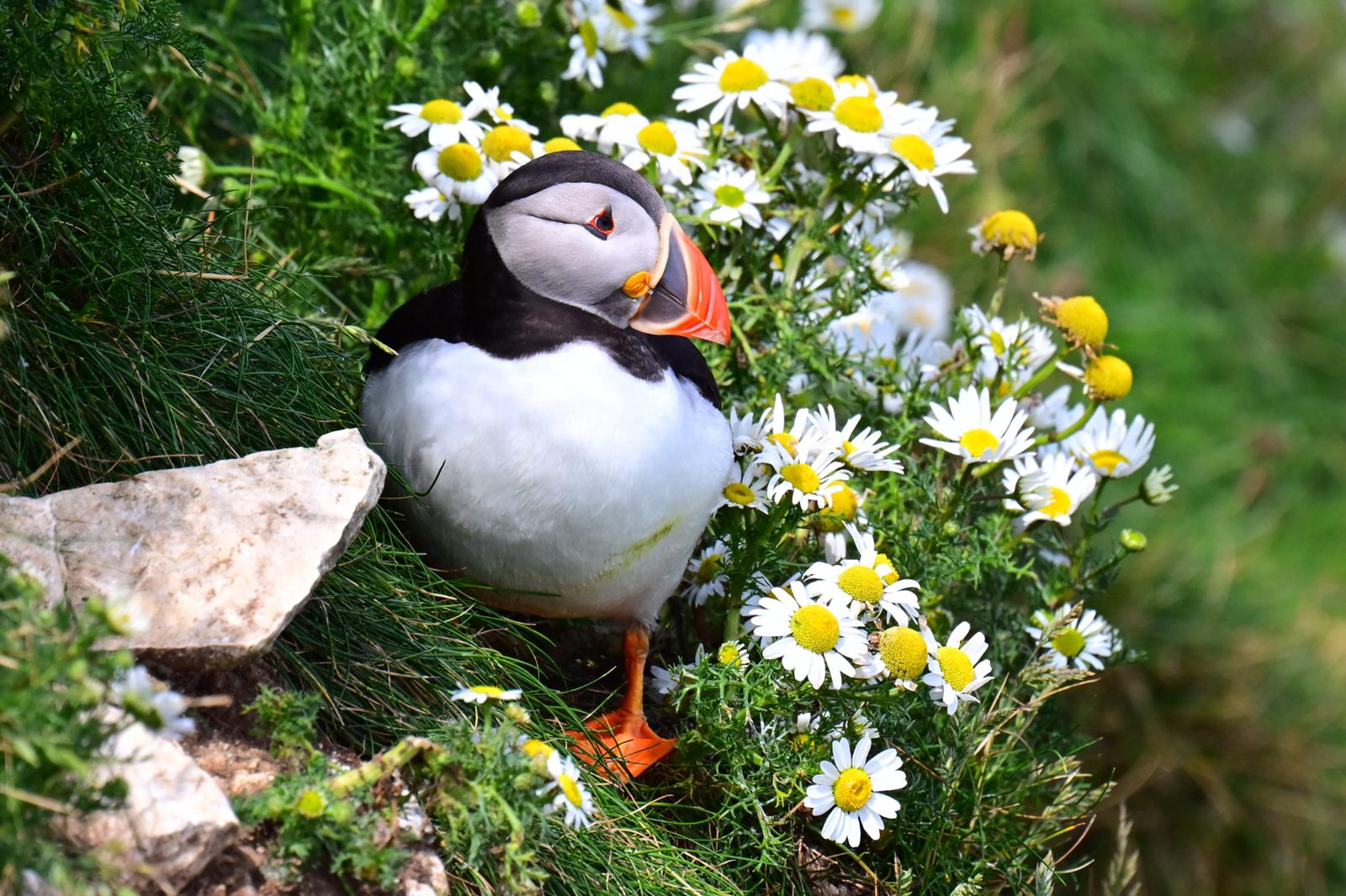 Recent Daily Highlights - Flamborough Bird Observatory