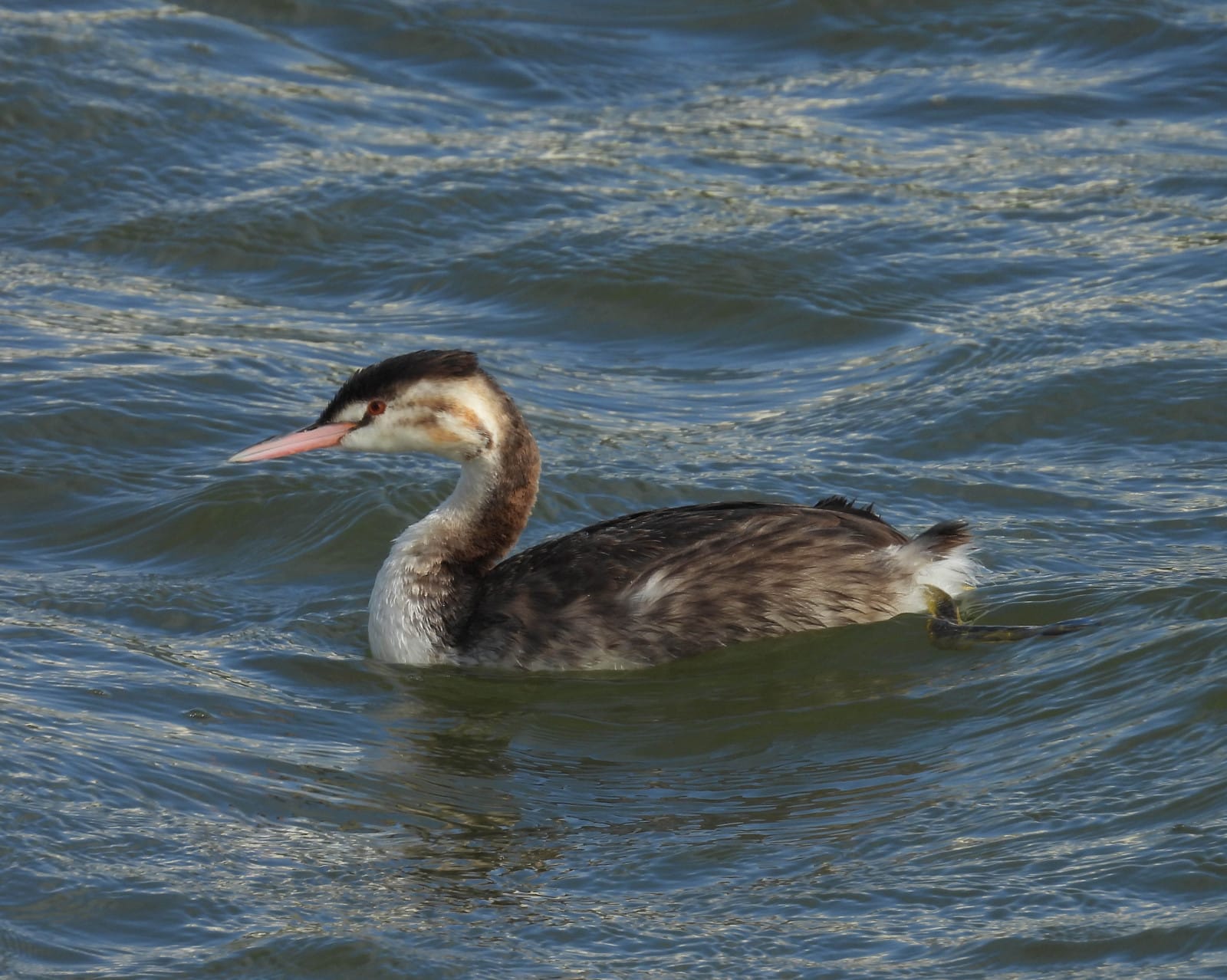 27th September 2024 - Flamborough Bird Observatory