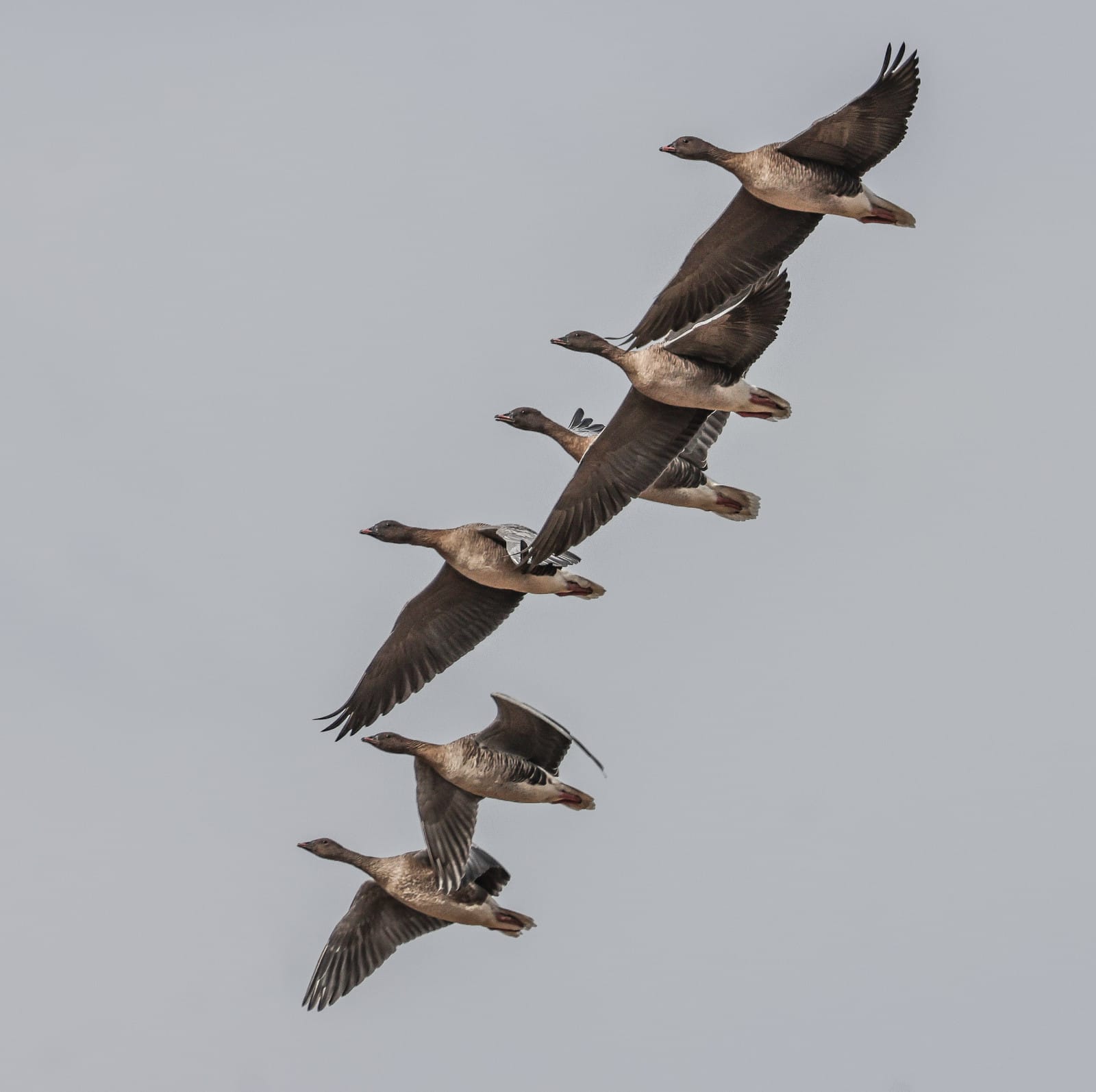 10th October 2024 - Flamborough Bird Observatory