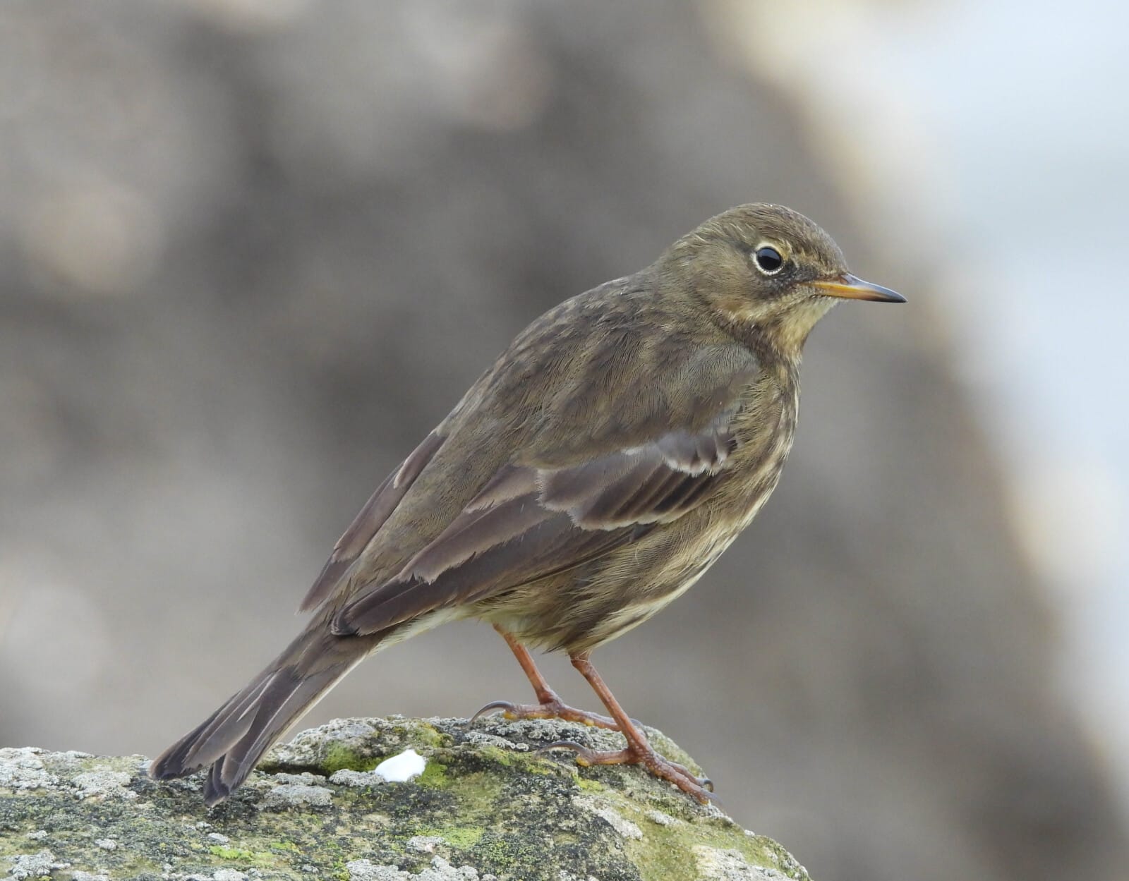 8th December 2024 - Flamborough Bird Observatory