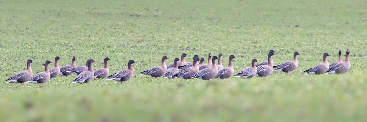 23rd January 2025 - Flamborough Bird Observatory