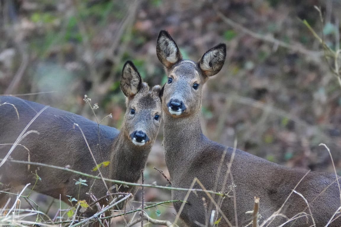 16th February 2025 - Flamborough Bird Observatory