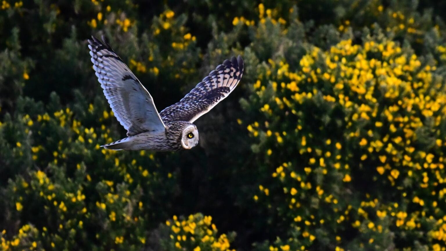 Recent Daily Highlights - Flamborough Bird Observatory