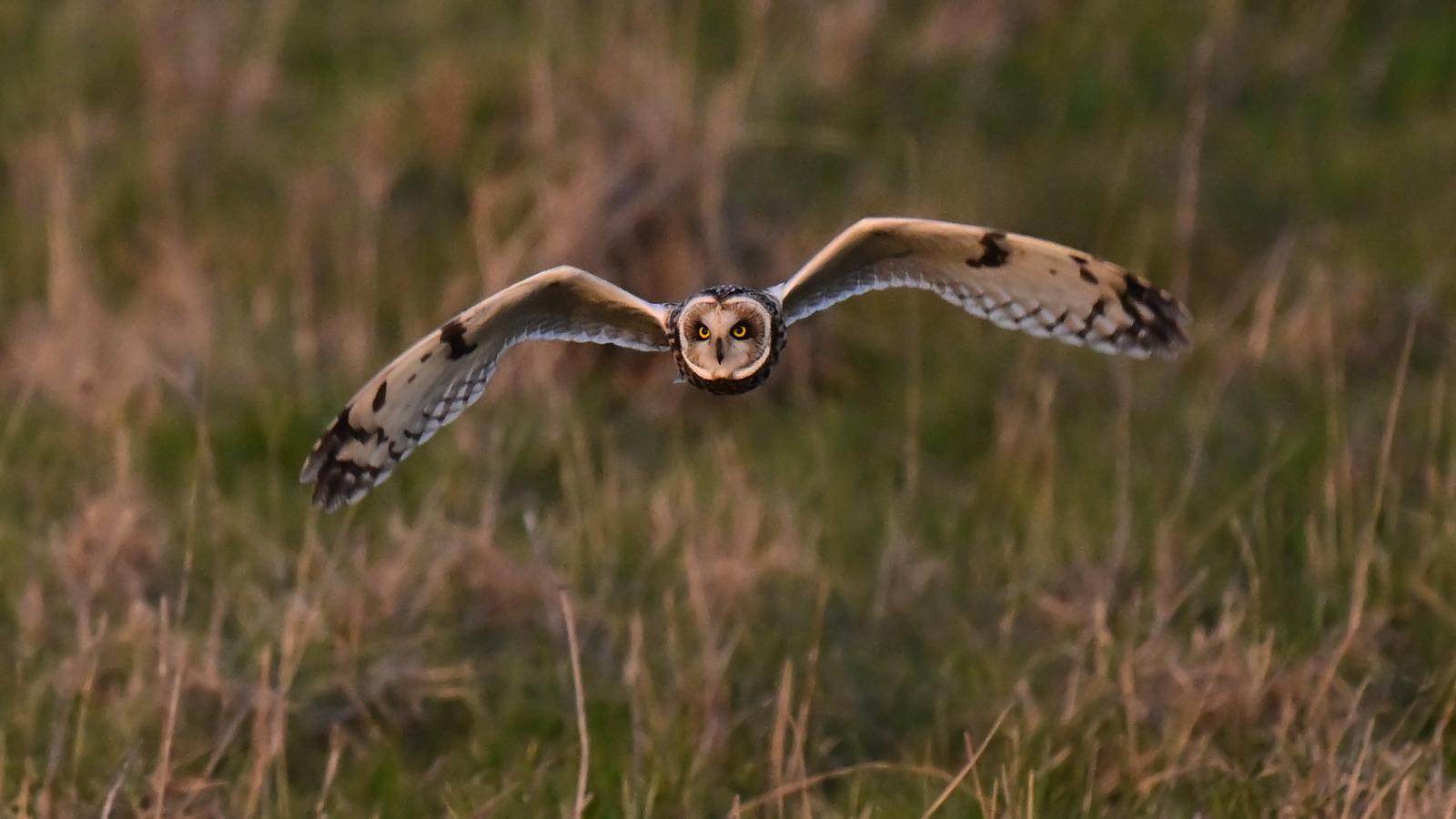 Recent Daily Highlights - Flamborough Bird Observatory