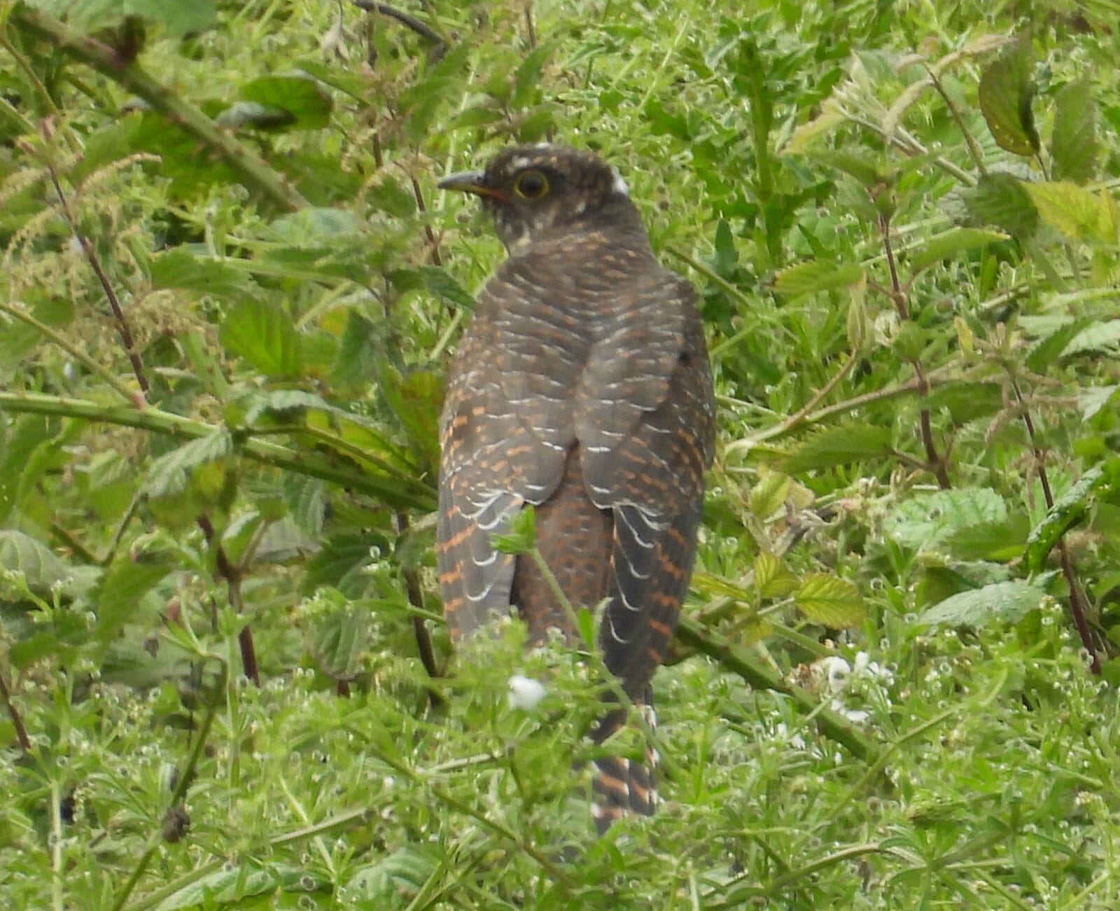 Recent Daily Highlights - Flamborough Bird Observatory