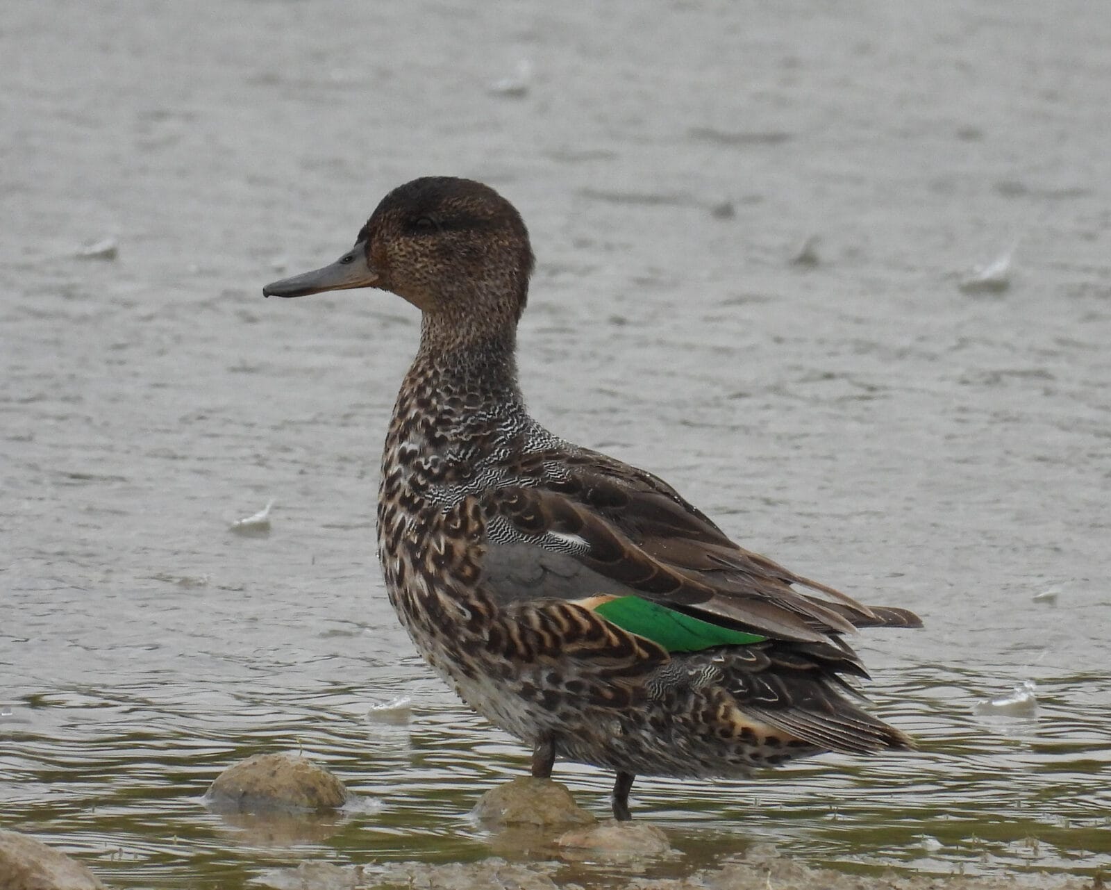15th July 2025 - Flamborough Bird Observatory