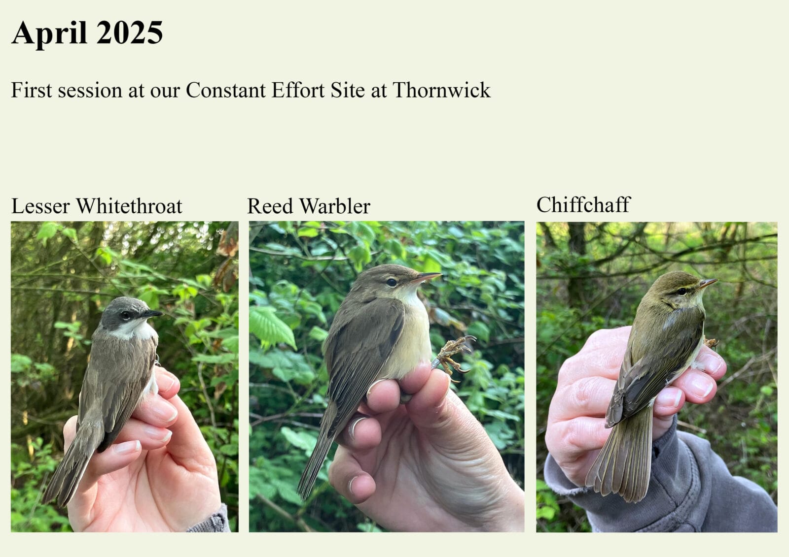 April 2025 - Flamborough Bird Observatory