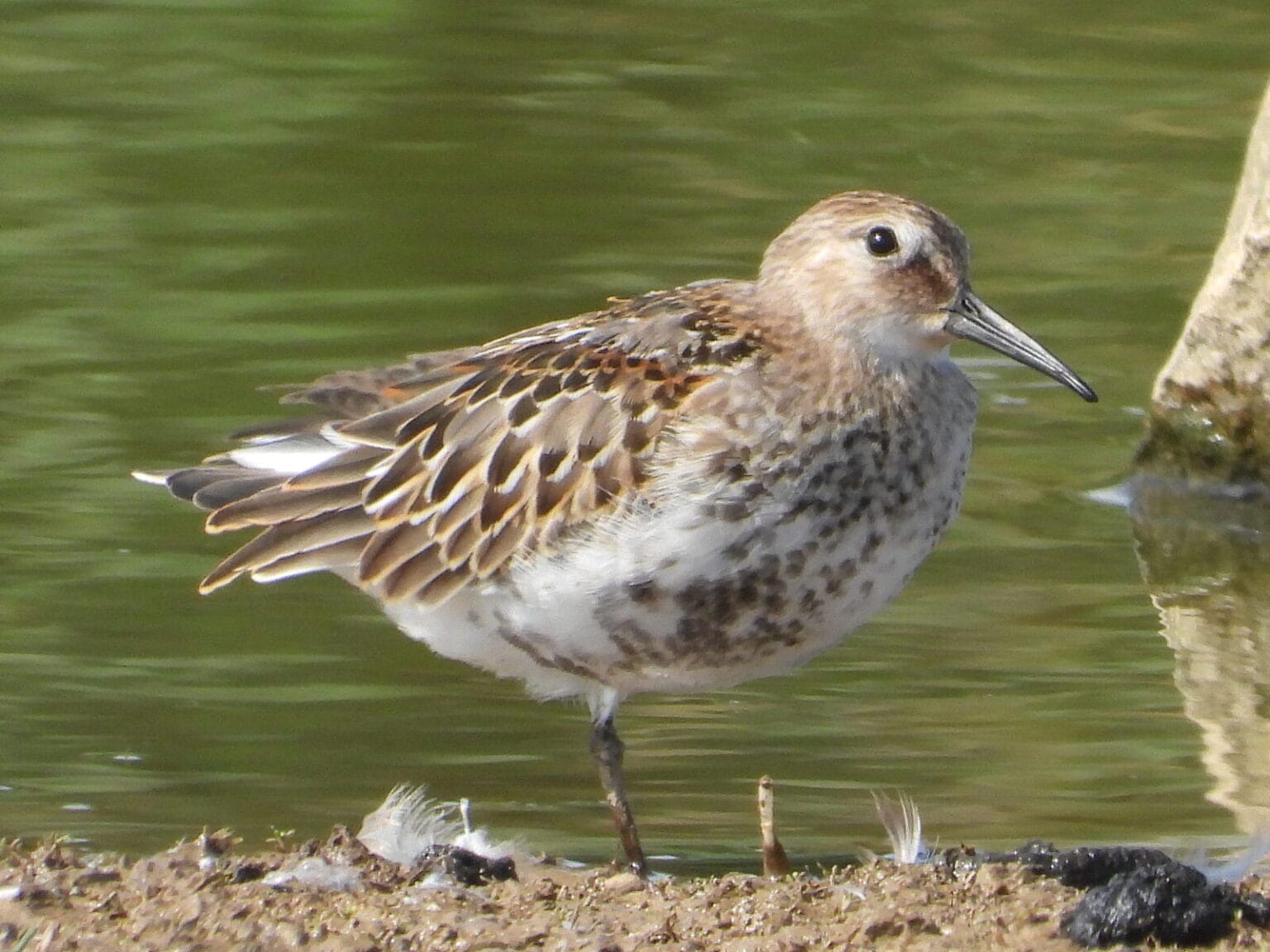 Recent Daily Highlights - Flamborough Bird Observatory