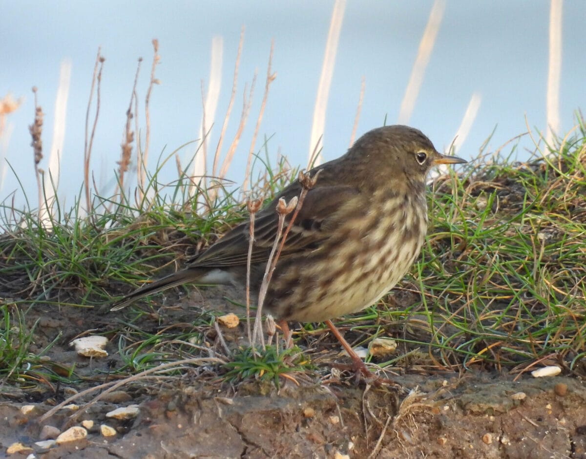 4th December 2025 - Flamborough Bird Observatory