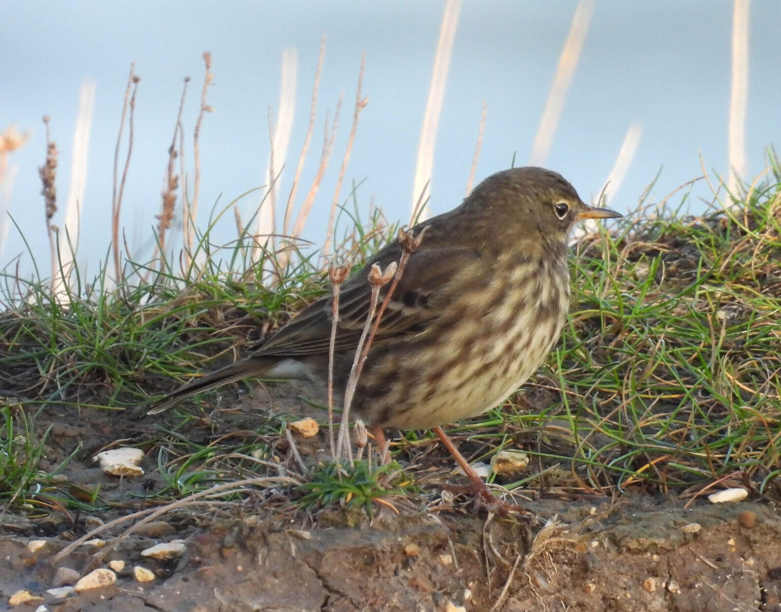 4th December 2025 - Flamborough Bird Observatory