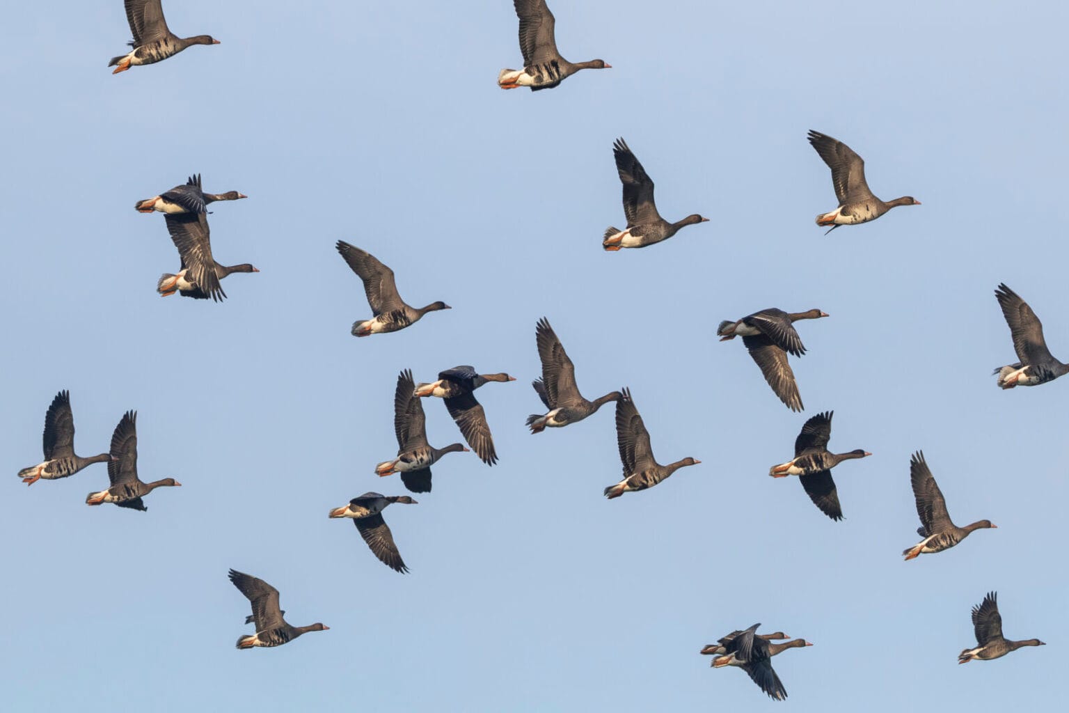 - Flamborough Bird Observatory